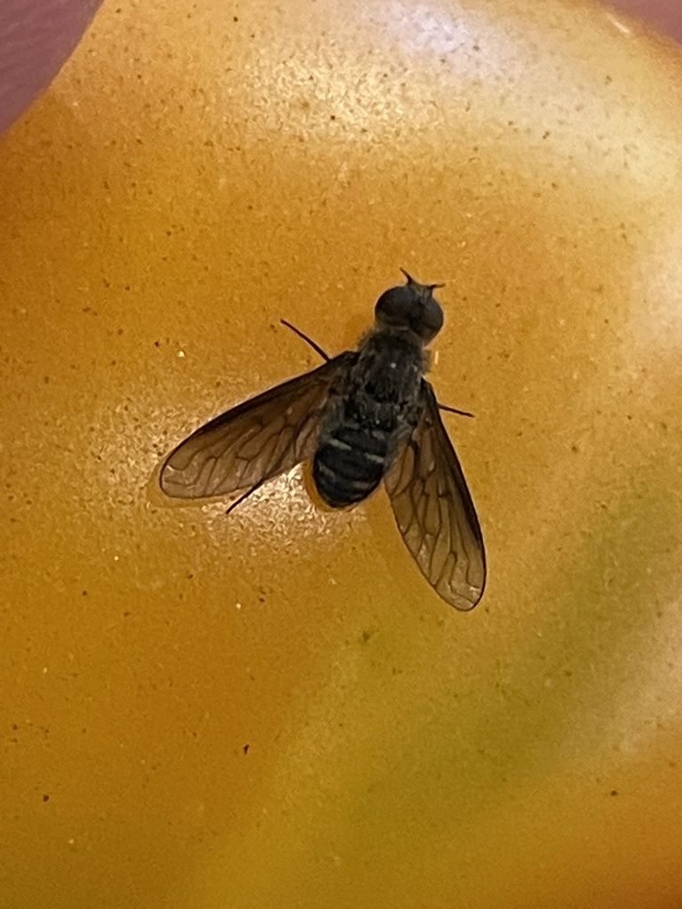 Bee Flies from Lyons Valley Rd, Jamul, CA, US on August 25, 2022 at 05: ...
