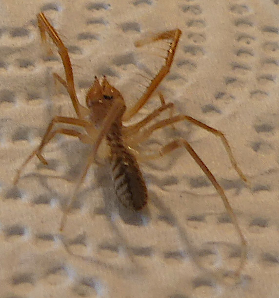 Galeodes arabs C.L.Koch, 1842