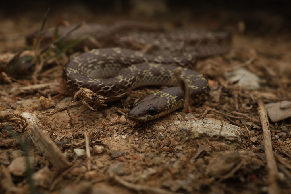 Common Wolf Snake in February 2021 by Jorge Abad · iNaturalist