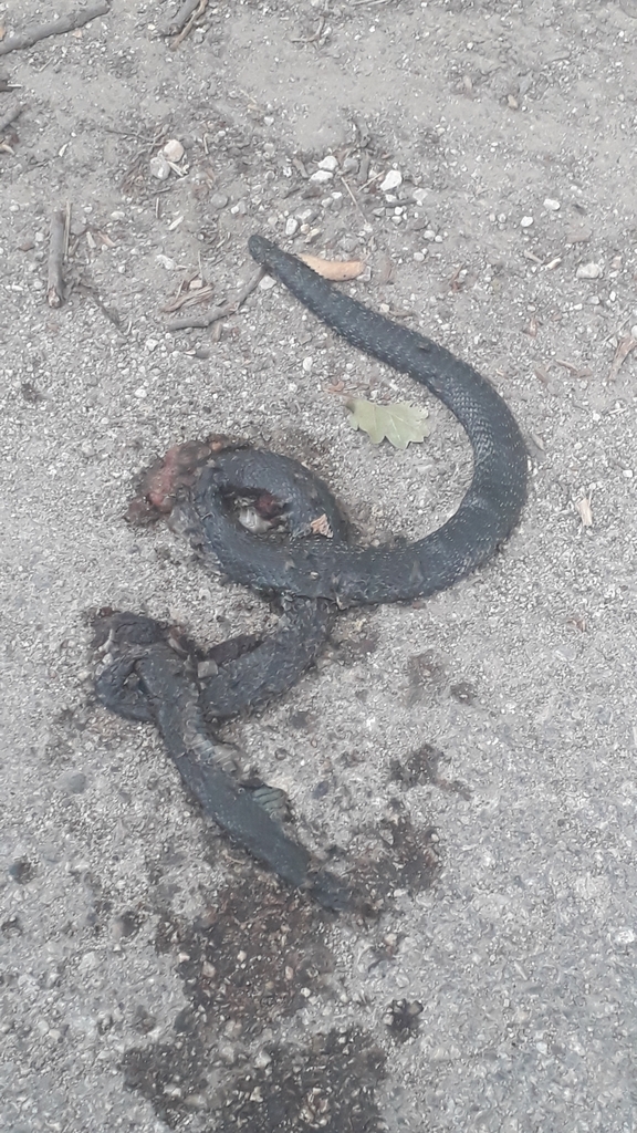 Green Whip Snake from 82026 Morcone BN, Italia on August 26, 2022 at 03 ...