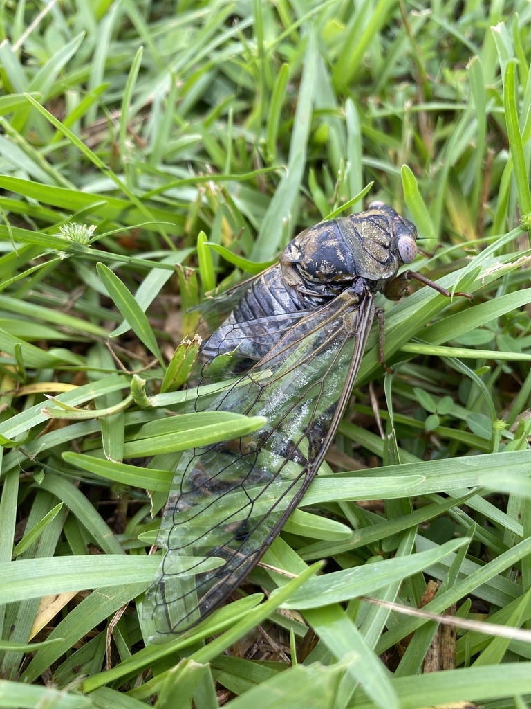 Northern Dusk-singing Cicada in August 2022 by madalyn228 · iNaturalist