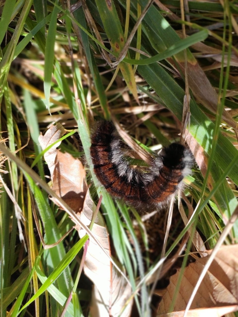 Fox Moth from Wilhelmsburg, Österreich on October 17, 2021 at 03:52 PM ...