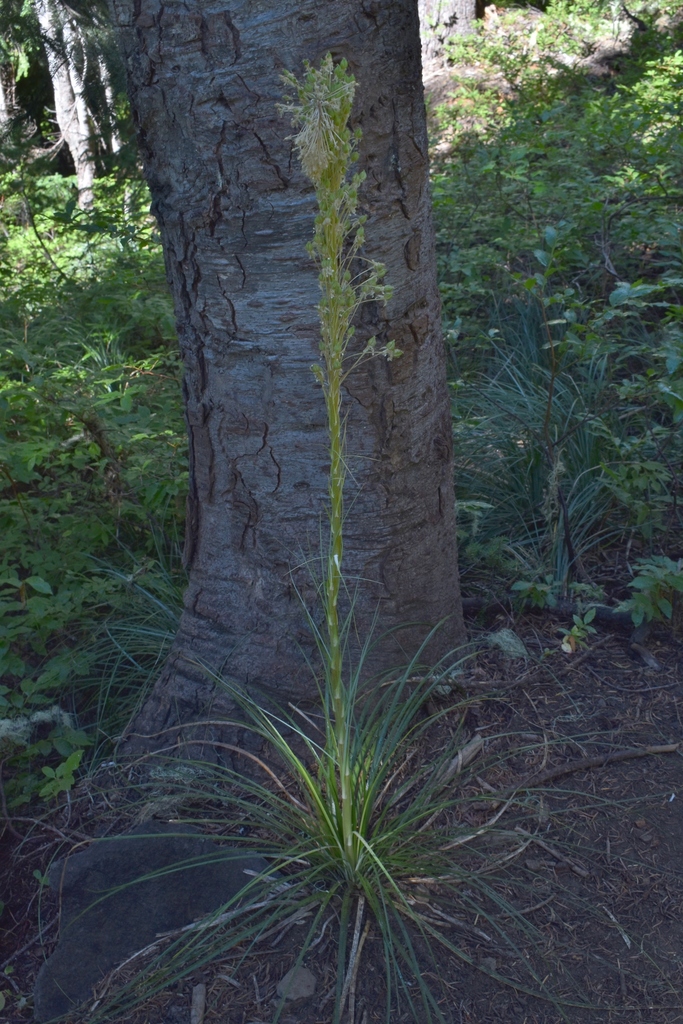 common beargrass from Tenas Lake on August 22, 2022 at 10:45 AM by Gail ...