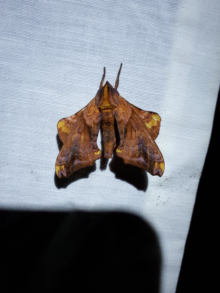 Small-eyed Sphinx from 5200 Matchette Rd, Windsor, ON N9C, Canada on ...