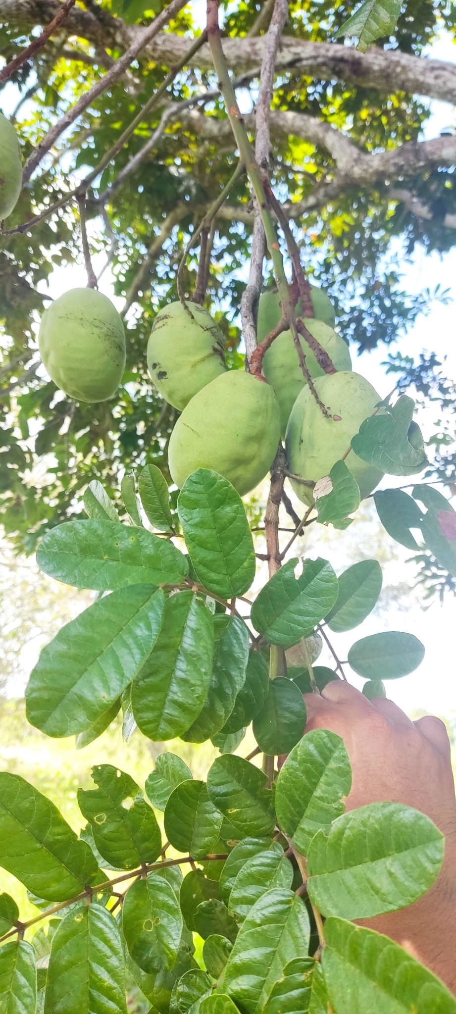 Andira galeottiana Standl.