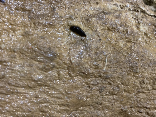 Tingupa Cave Millipede (Tingupa pallida) · iNaturalist