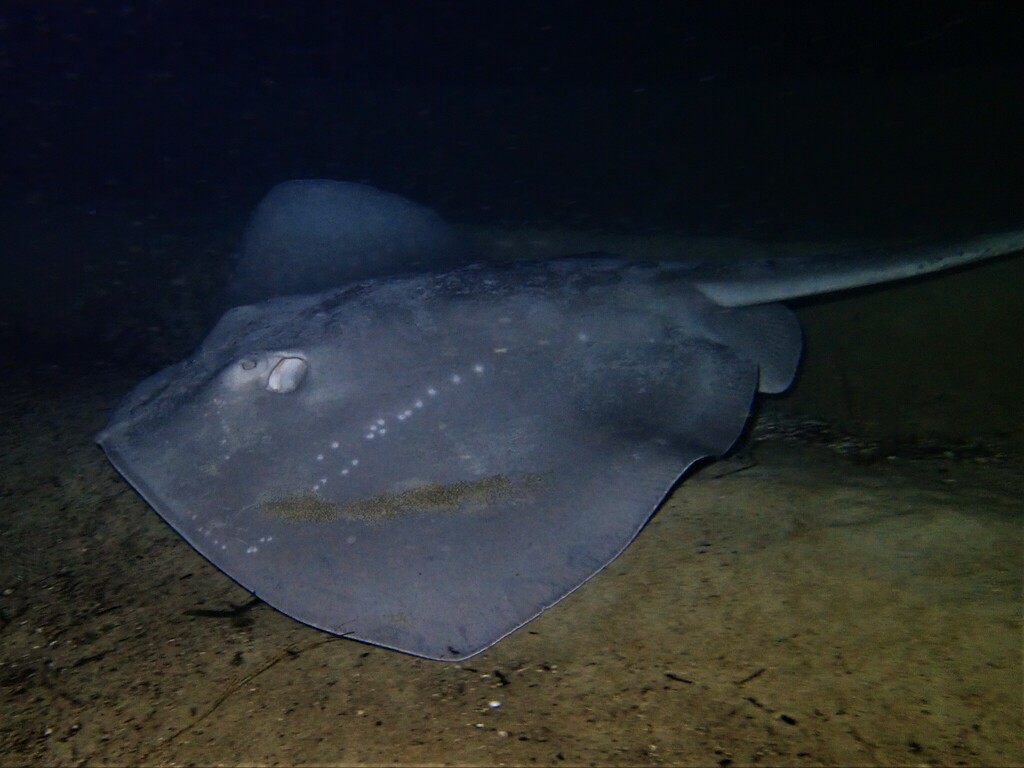Short-tail Stingray (Bathytoshia brevicaudata) - Marine Life Identification