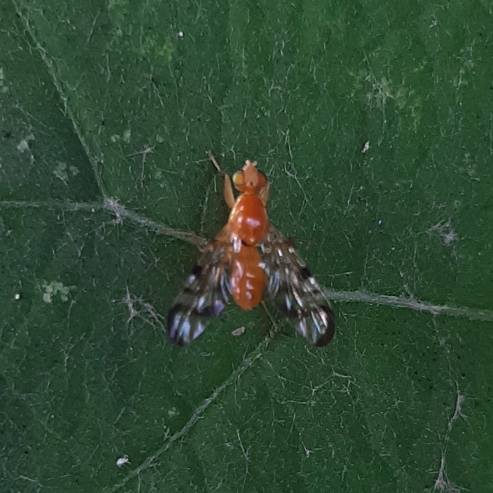 Acidia cognata (Wiedemann, 1817)