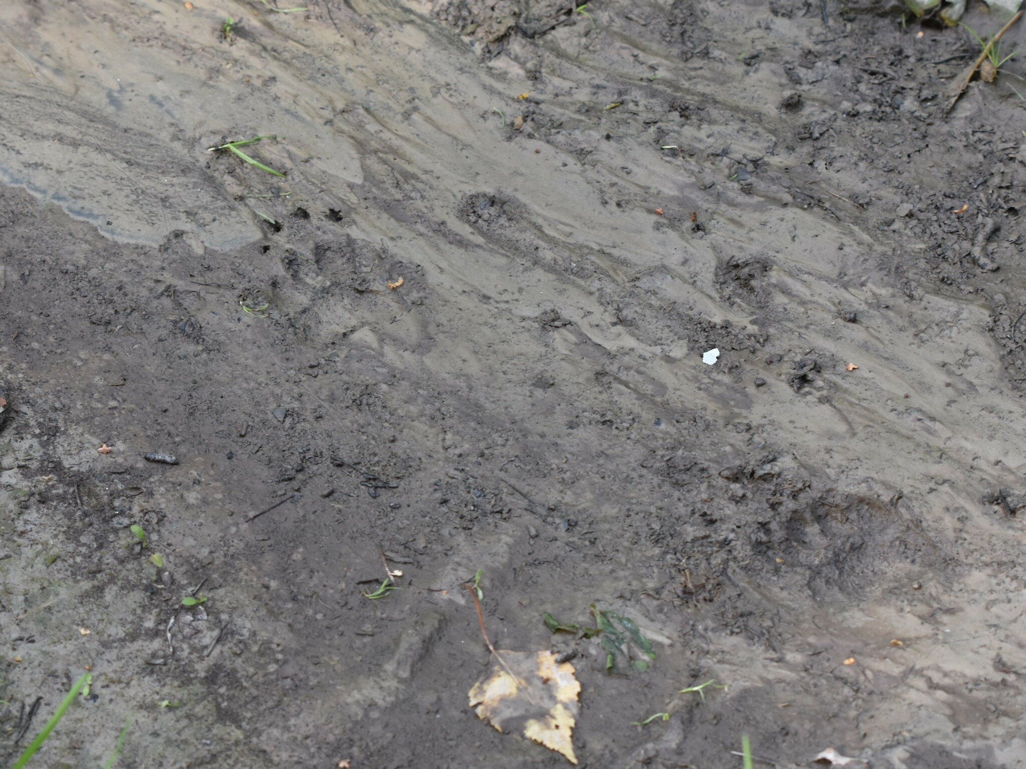 Meles leucurus (Hodgson, 1847)