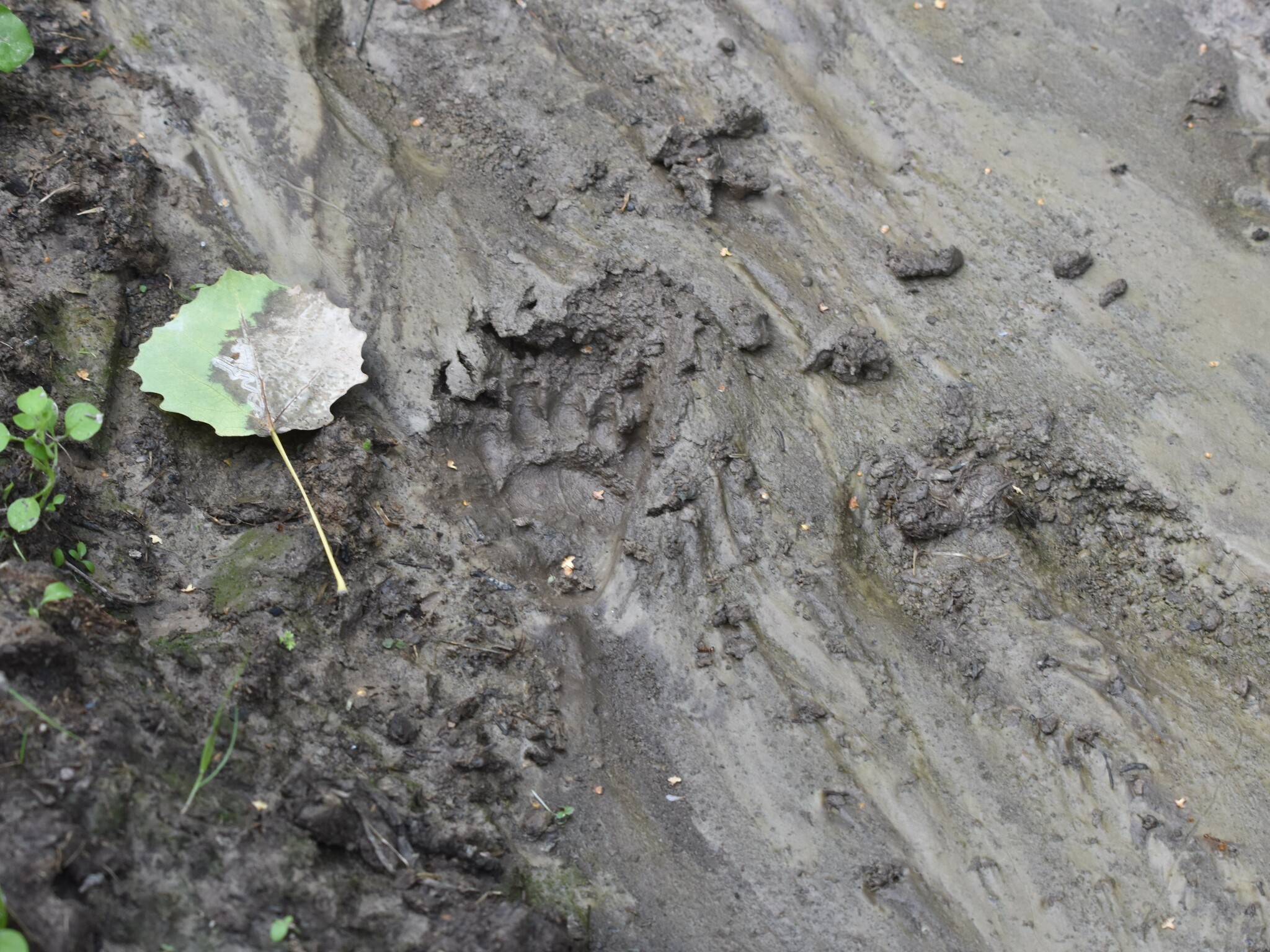 Meles leucurus (Hodgson, 1847)