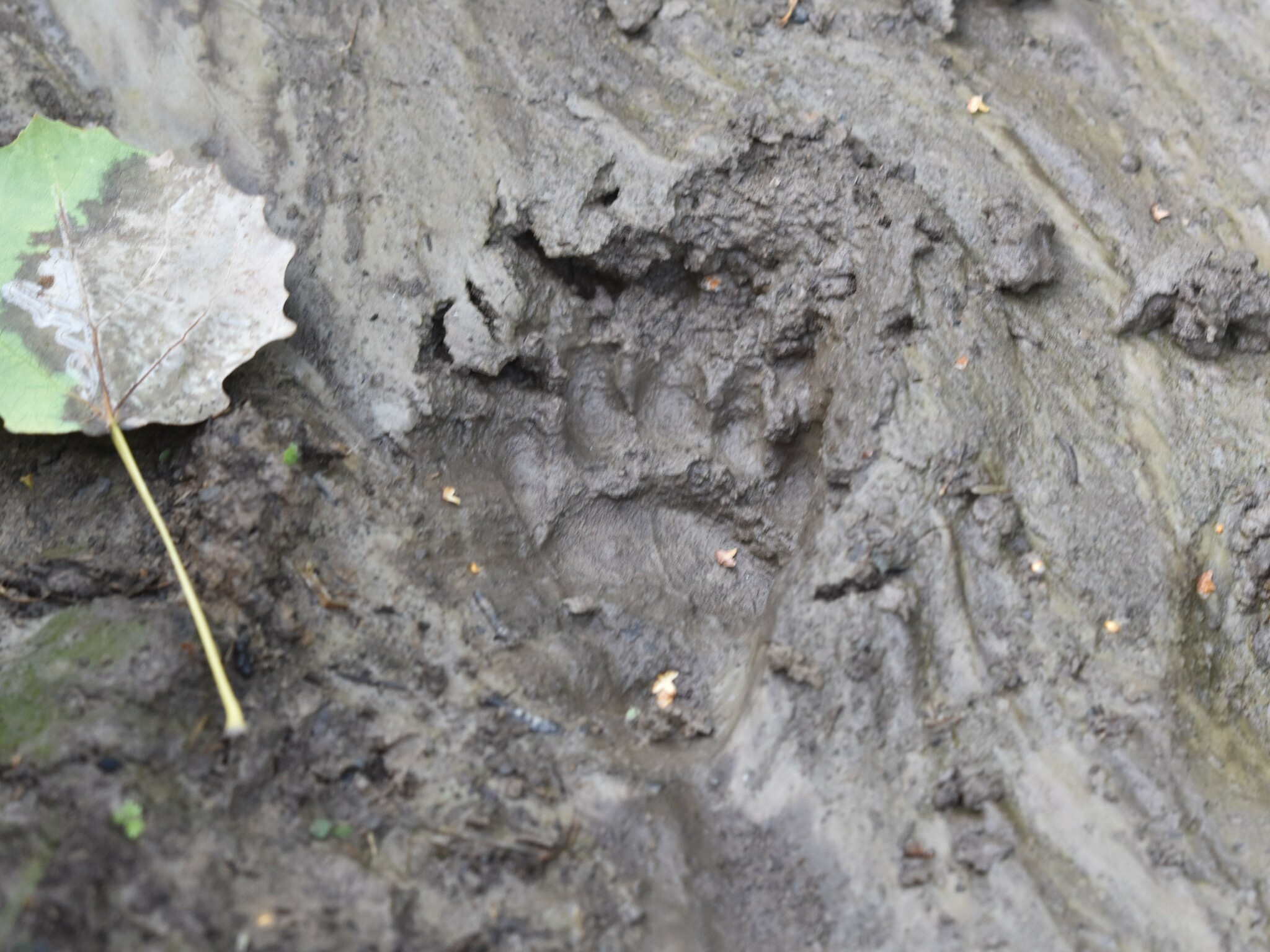 Meles leucurus (Hodgson, 1847)