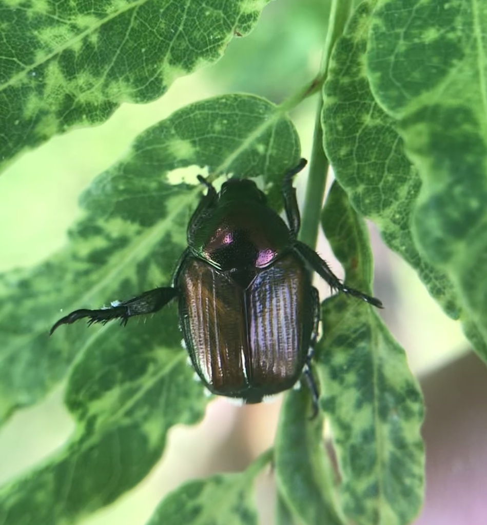 Japanese Beetle from Fair Haven Beach State Park, Fair Haven, NY, US on ...