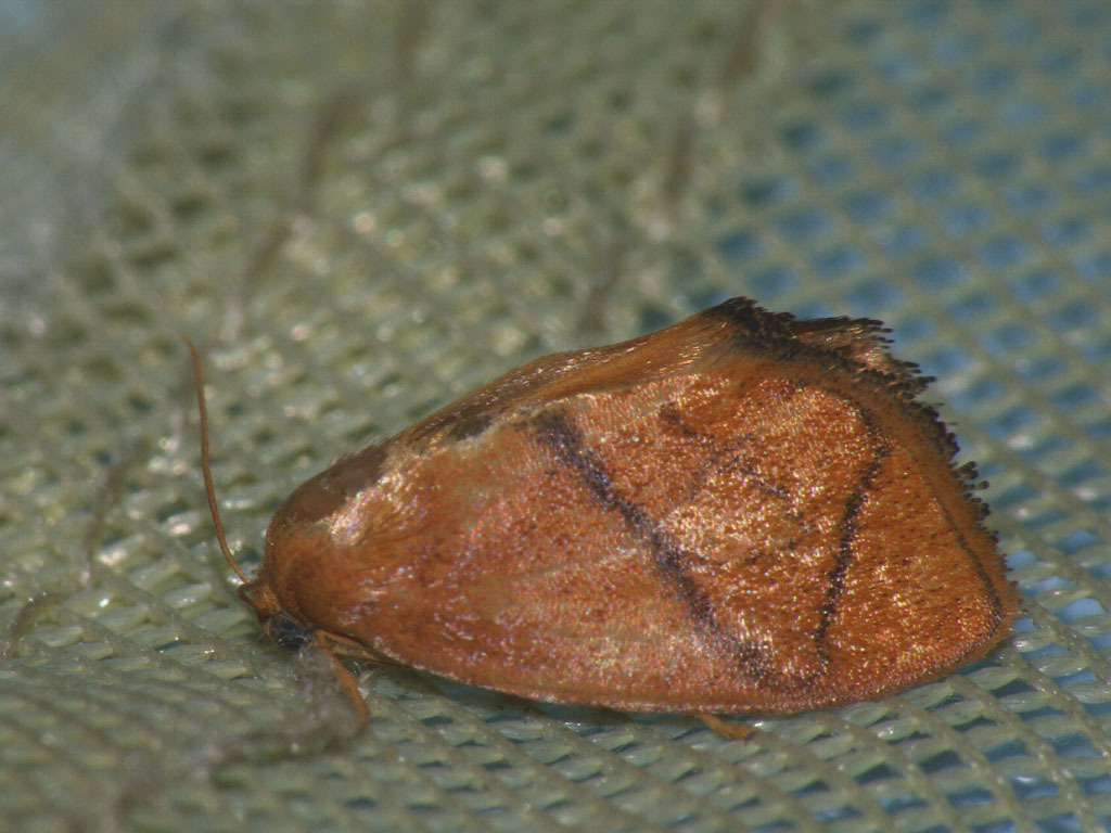 Ceratonema christophi