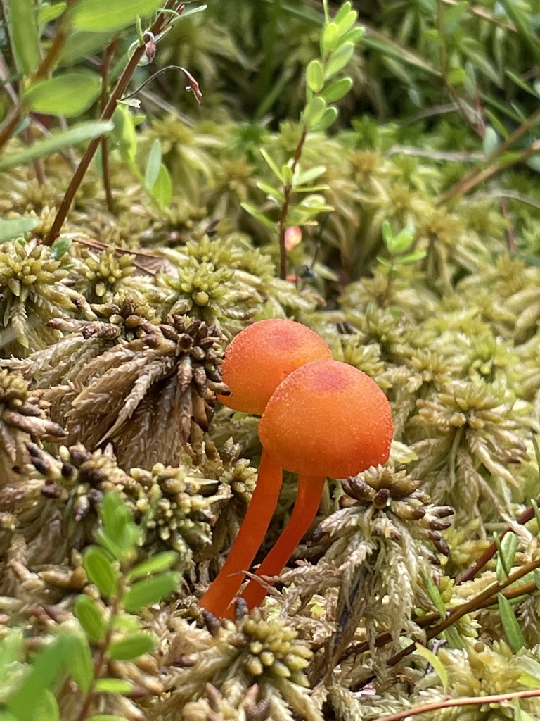 Vermilion Waxcap from Oxford County, US-ME, US on August 26, 2022 at 10 ...