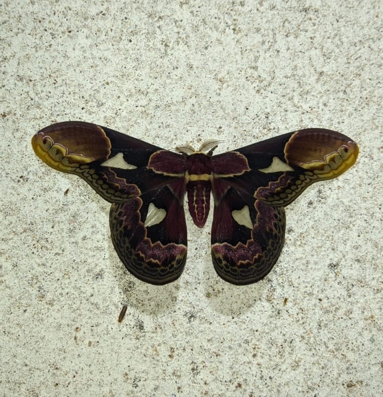 Rothschildia erycina Shaw