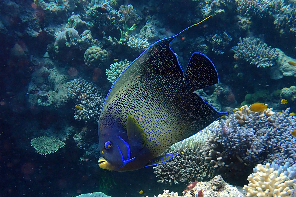 Semicircle Angelfish from The Percy Group QLD 4707, Australia on August ...