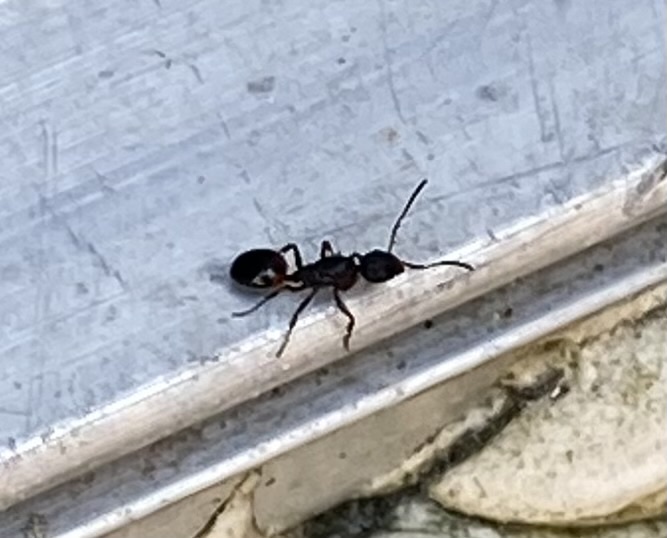 Dolichoderus plagiatus (Mayr, 1870)