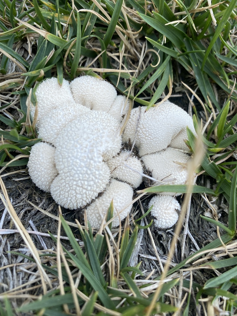 common puffball from N Pollard Ln, Star, ID, US on August 17, 2022 at ...