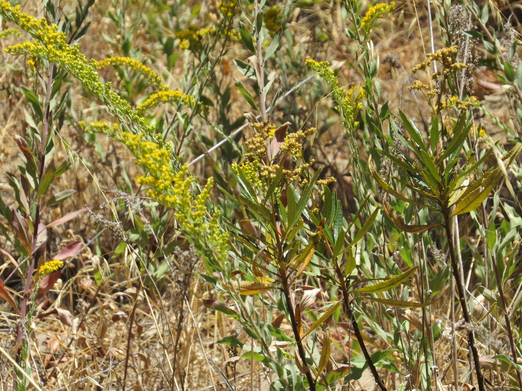 velvety goldenrod from Santa Cruz County, CA, USA on August 8, 2022 at ...