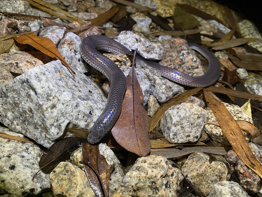 Hainan Sunbeam Snake in August 2022 by ong-siau-kun · iNaturalist