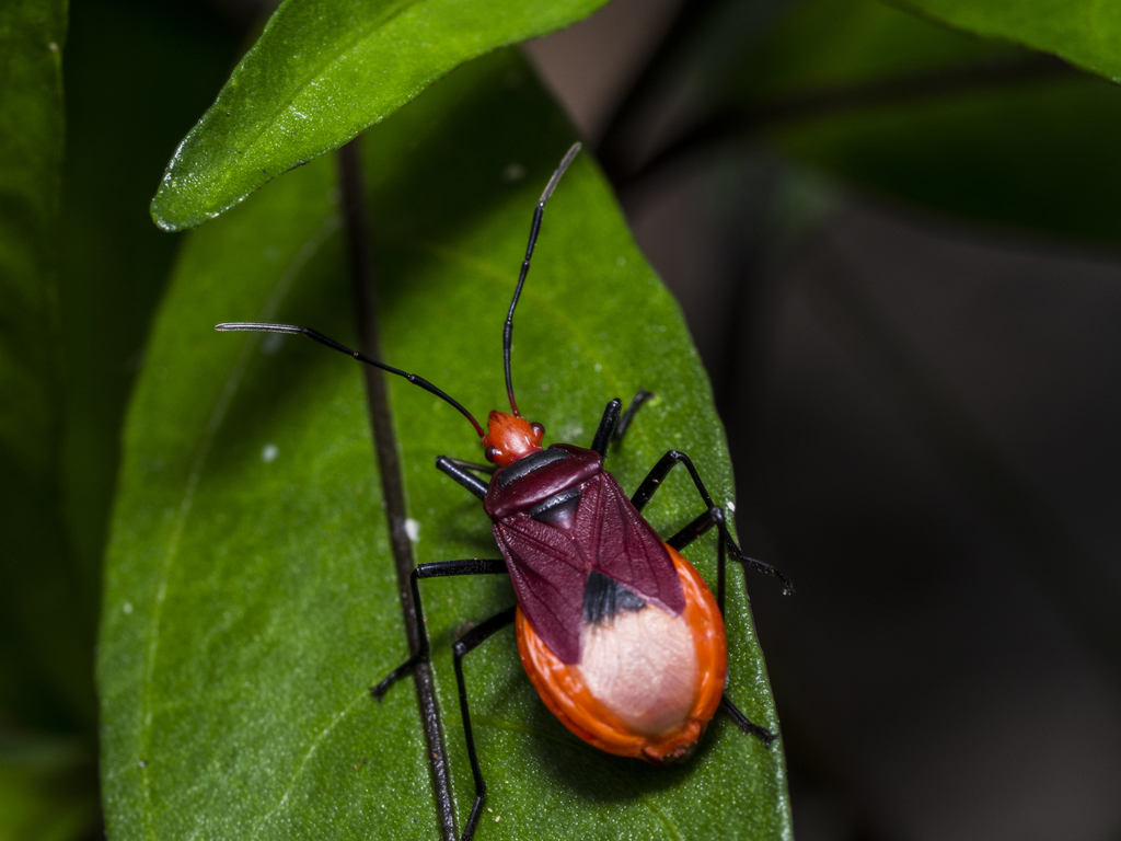 Dindymus triangulifer from Oecussi-Ambeno, Timor-Leste on August 4 ...