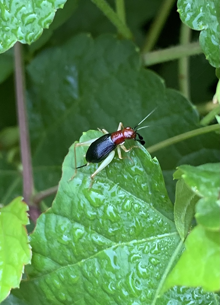Red-headed Bush Cricket from Middlesex Fells Reservation, Stoneham, MA ...