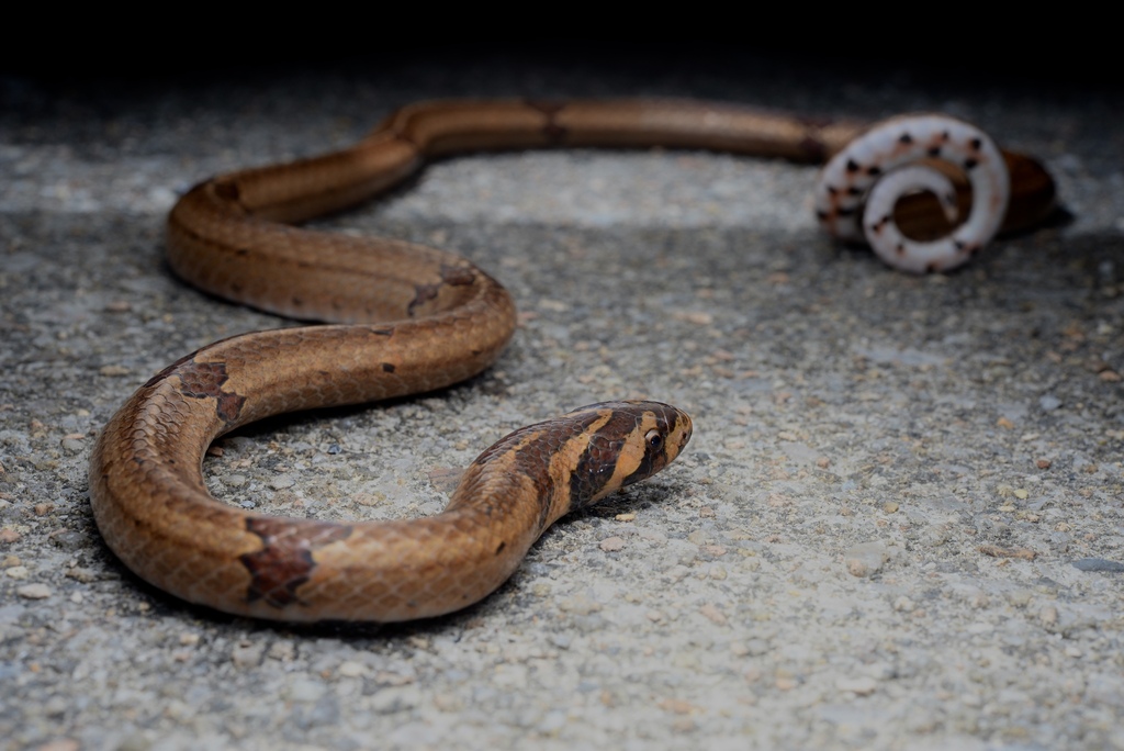 Ornate Kukri Snake in August 2022 by ong-siau-kun · iNaturalist