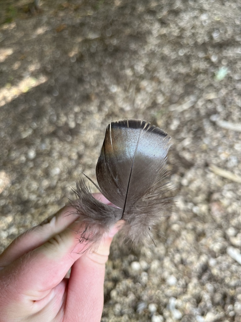 Wild Turkey from E Main St, Branford, CT, US on August 26, 2022 at 01: ...