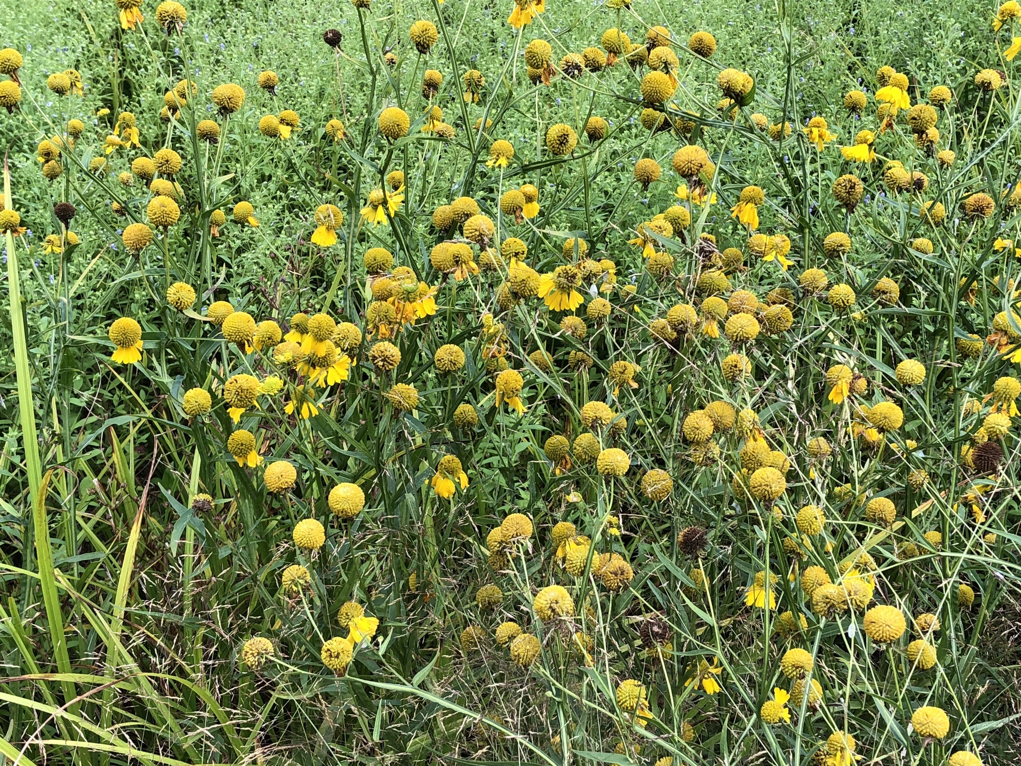 Helenium virginicum S.F.Blake