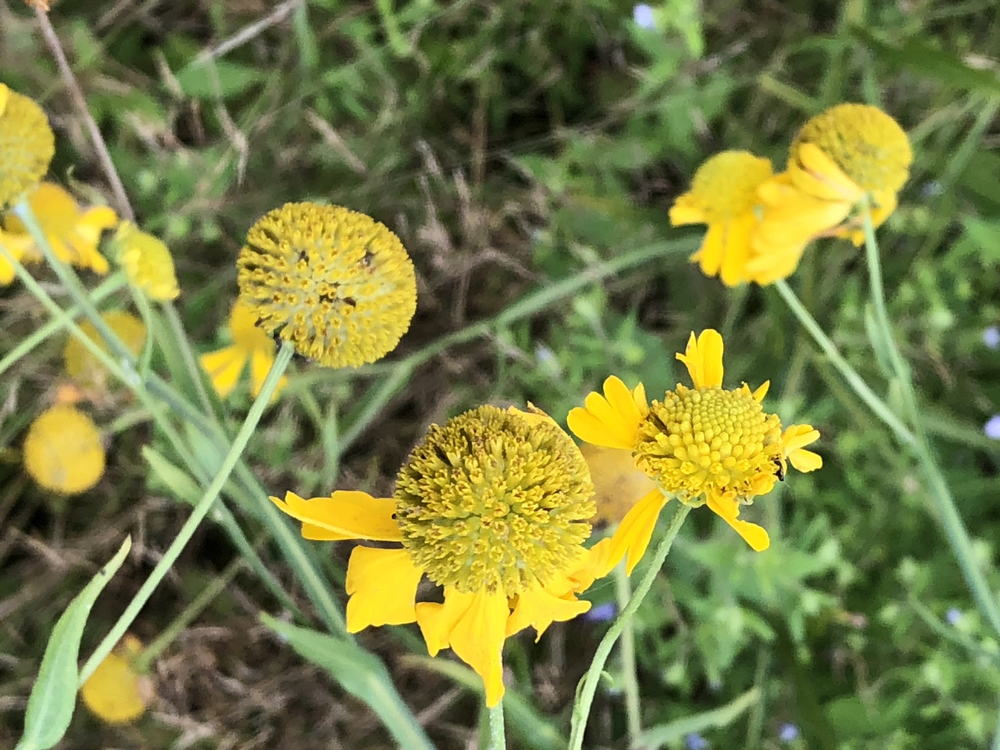 Helenium virginicum S.F.Blake