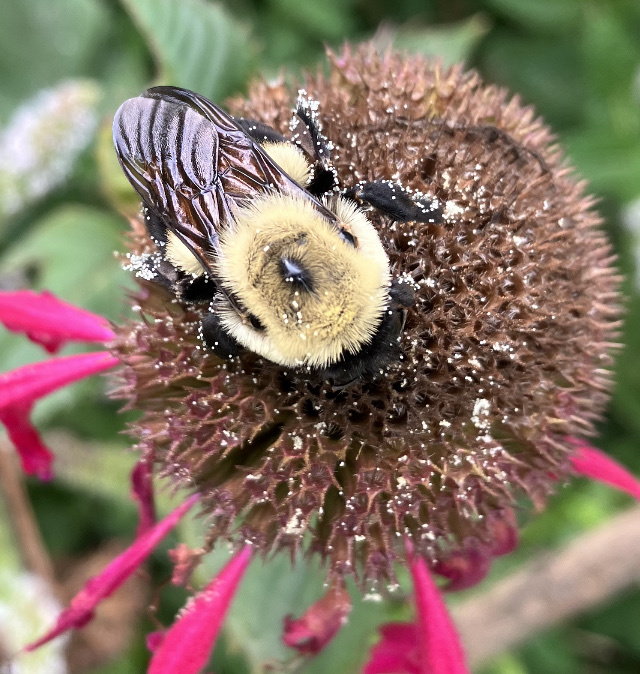 Brown-belted Bumble Bee from Marine Dr, Buffalo, NY, US on August 26 ...