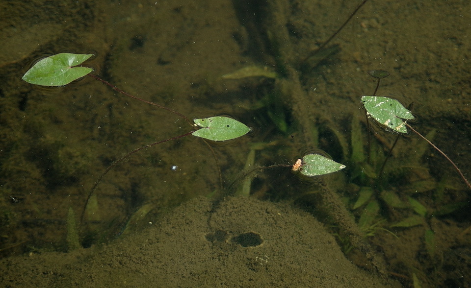 Arumleaf Arrowhead (Aquatic Plants of Alberta) · iNaturalist