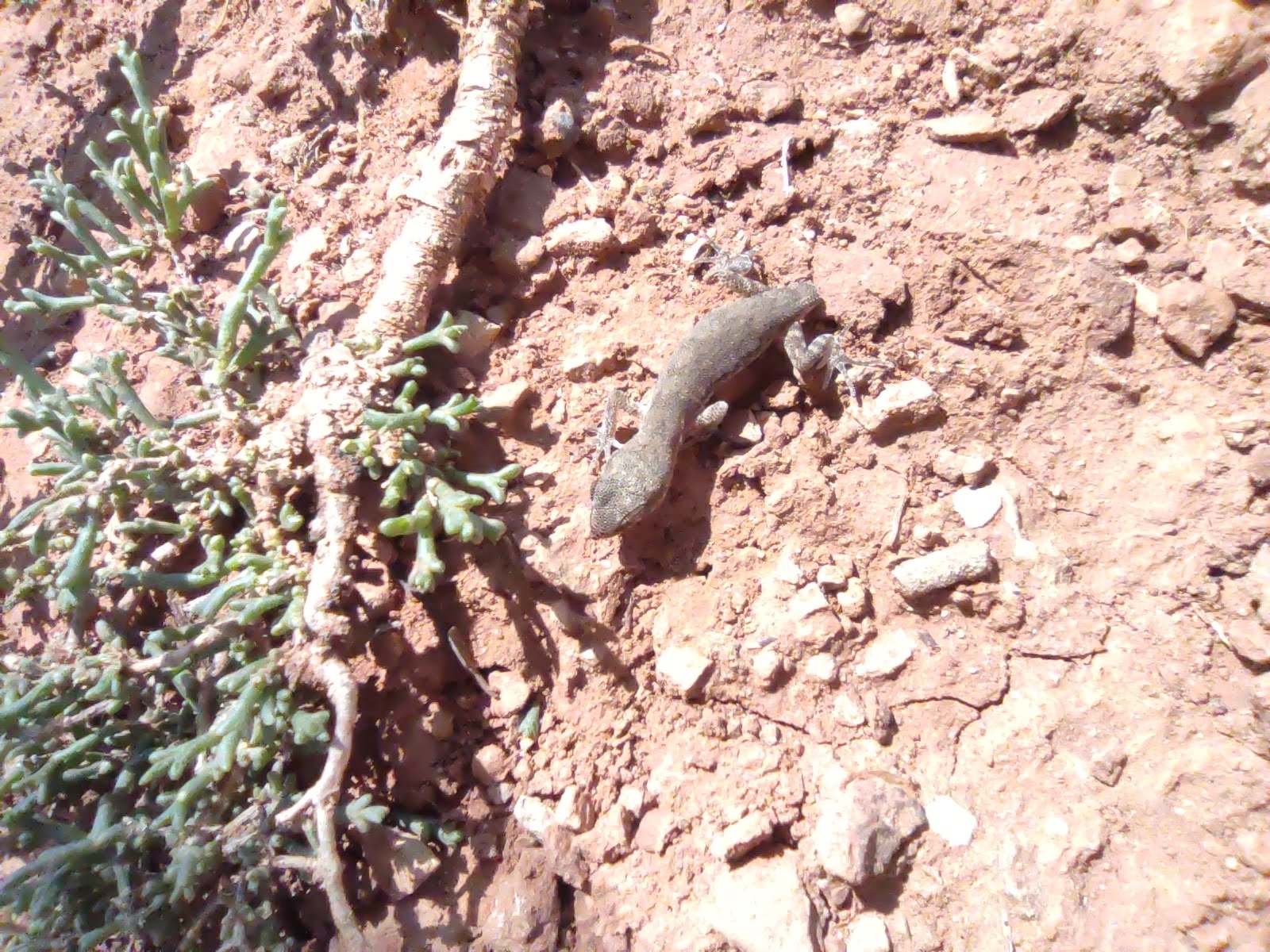 Alsophylax pipiens (Pallas, 1827)