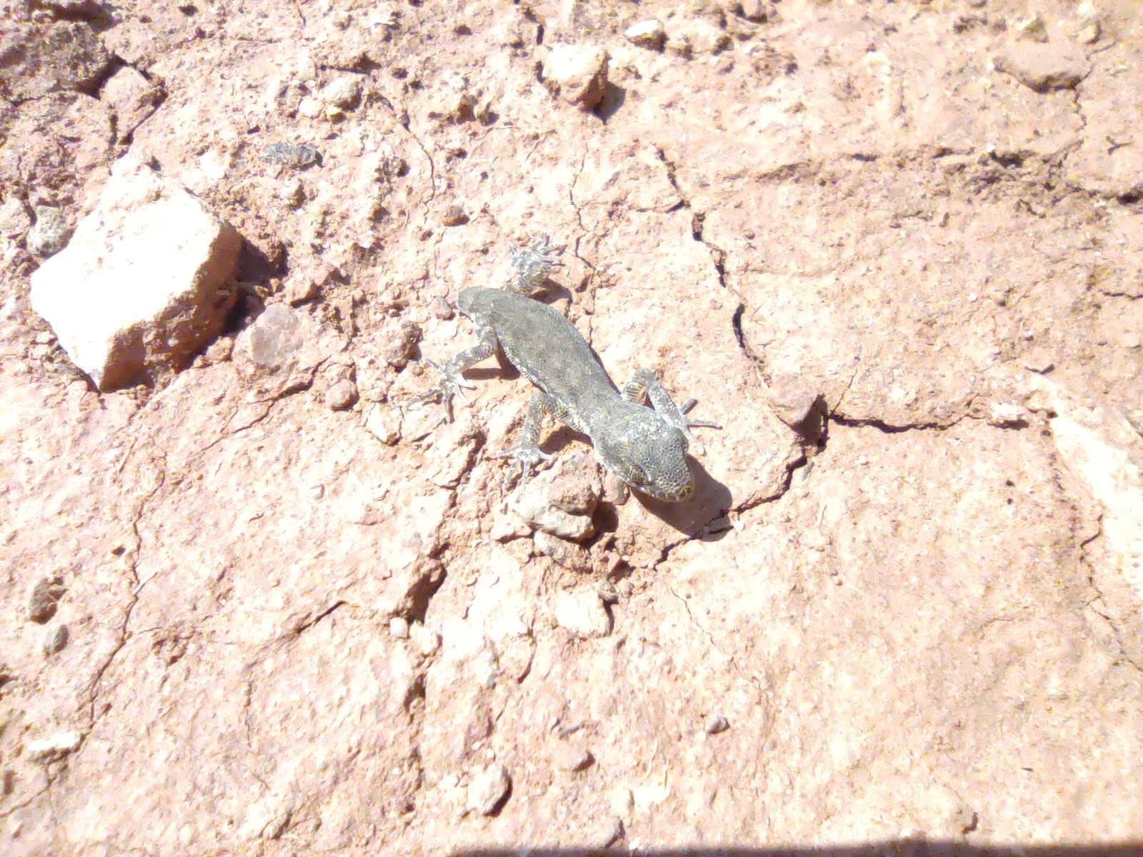 Alsophylax pipiens (Pallas, 1827)