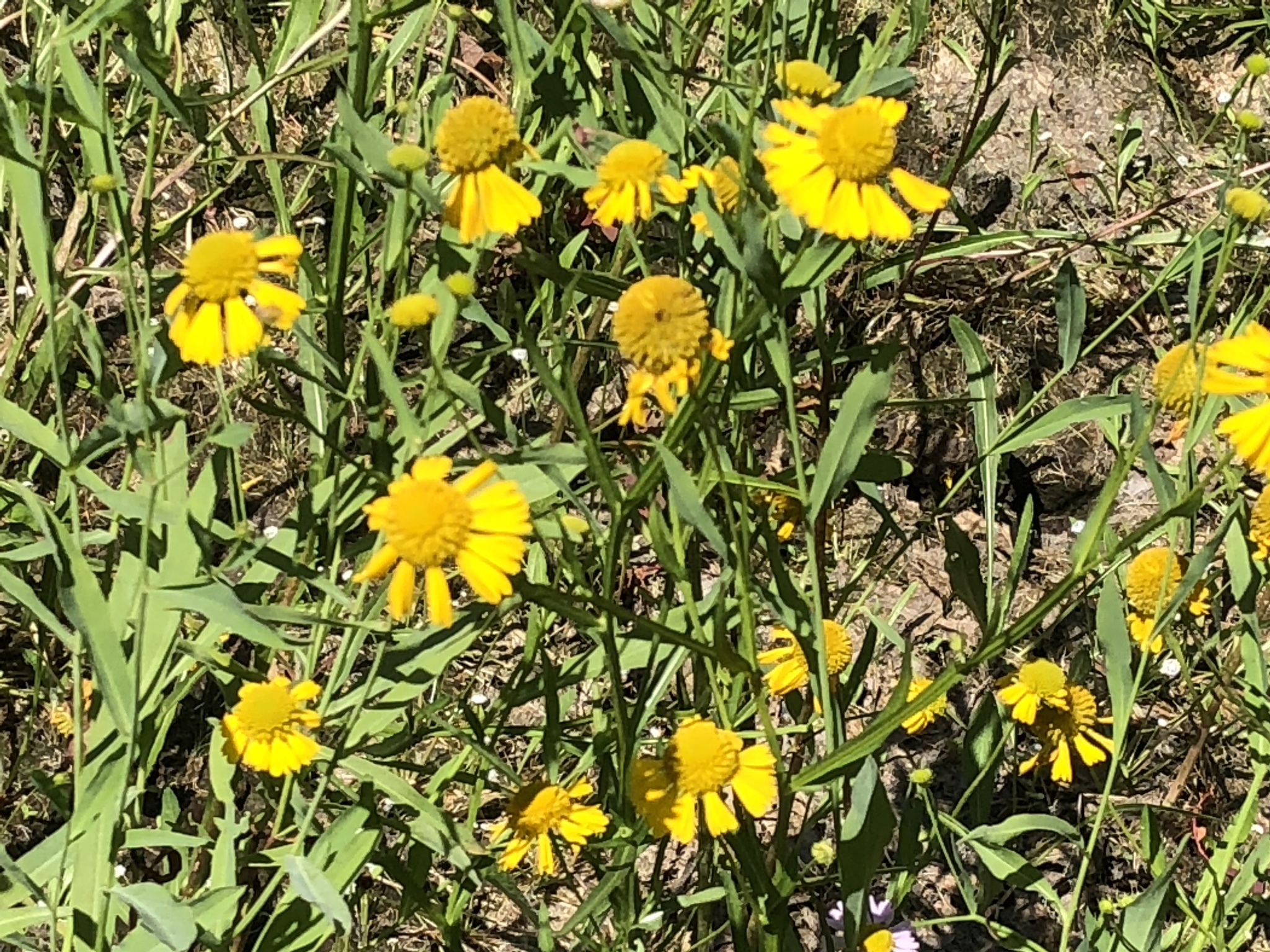 Helenium virginicum S.F.Blake