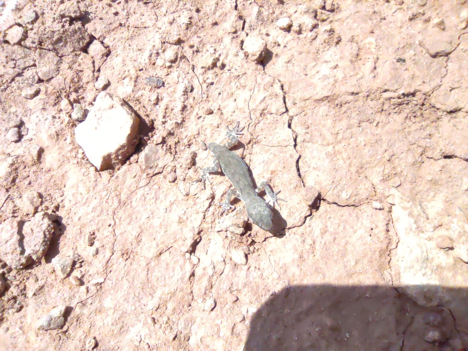 Alsophylax pipiens (Pallas, 1827)