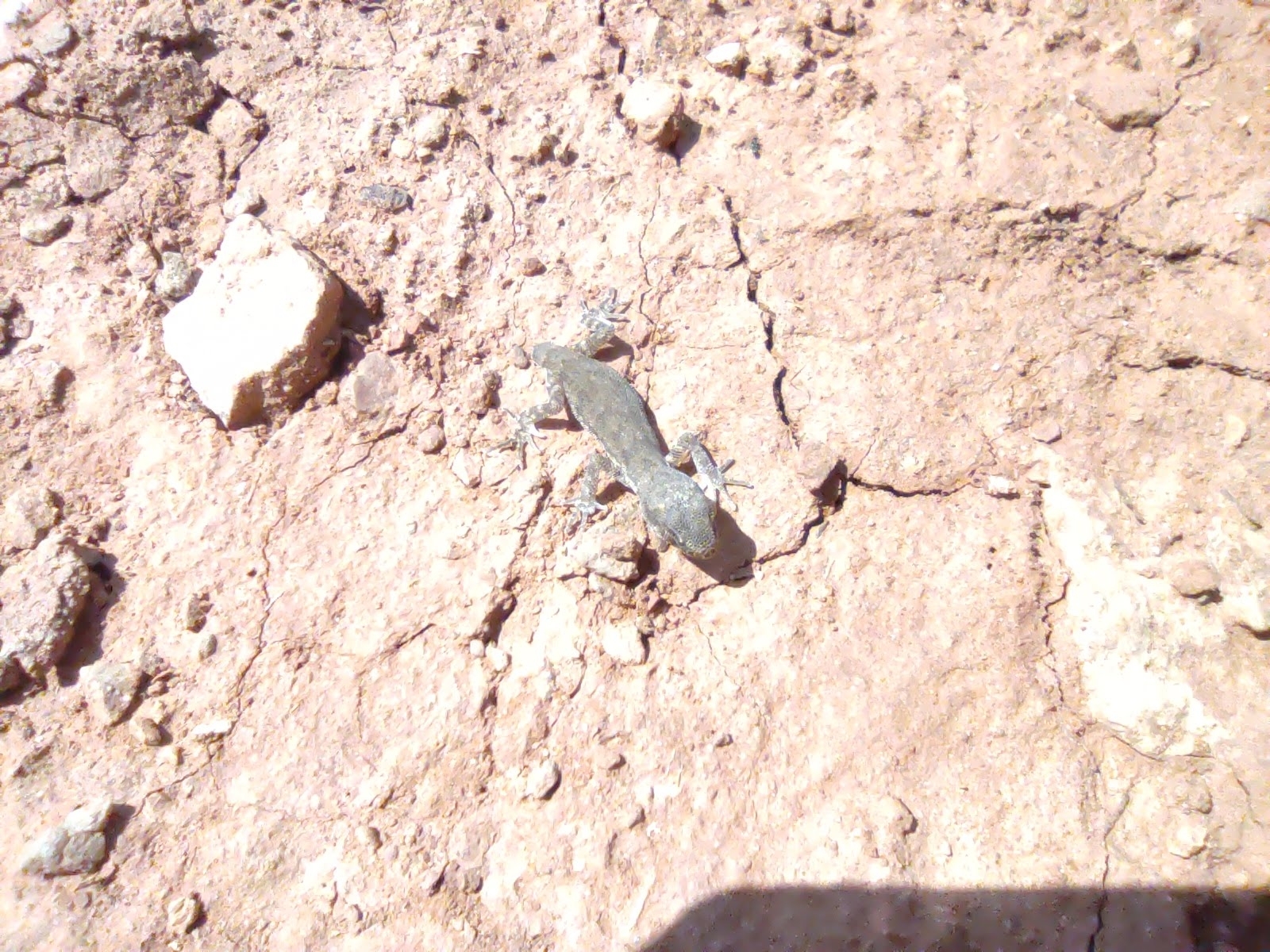 Alsophylax pipiens (Pallas, 1827)