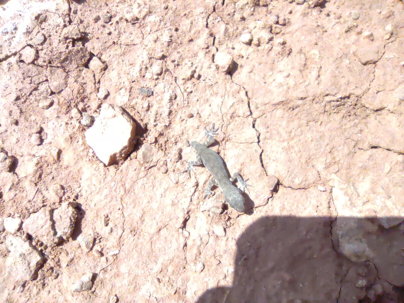 Alsophylax pipiens (Pallas, 1827)