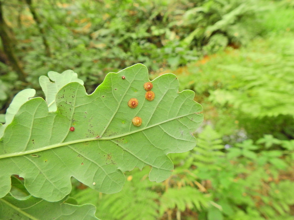 Common Spangle Gall Wasp from Hatchmere, Delamere Road, Delamere ...