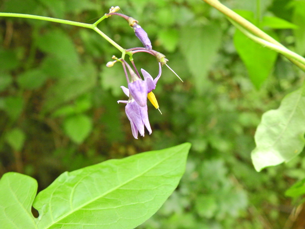 bittersweet nightshade from Hatchmere, Delamere Road, Delamere ...