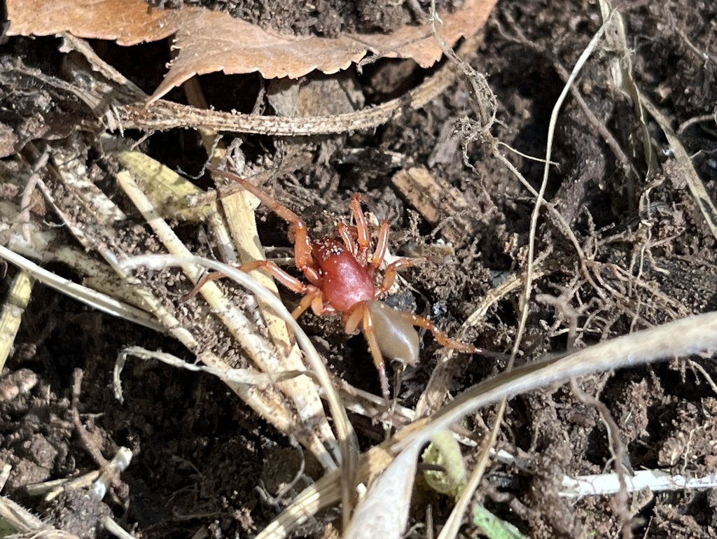 Typical Spiders from Alta Mesa Rd, Wilton, CA, US on August 26, 2022 at ...
