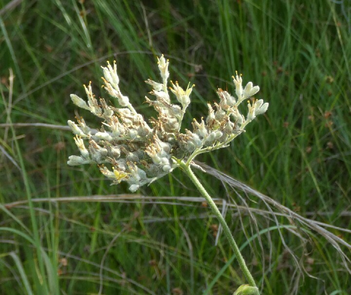 Carolina redroot from Florida, Orange, Orlando, Airport Lakes Park on ...