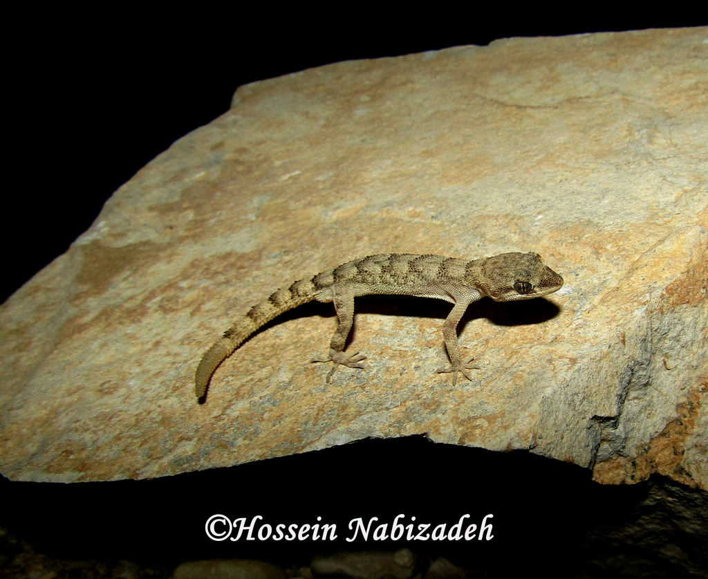 Iraqui Keel-scaled Gecko in June 2022 by hossein_nabizadeh · iNaturalist