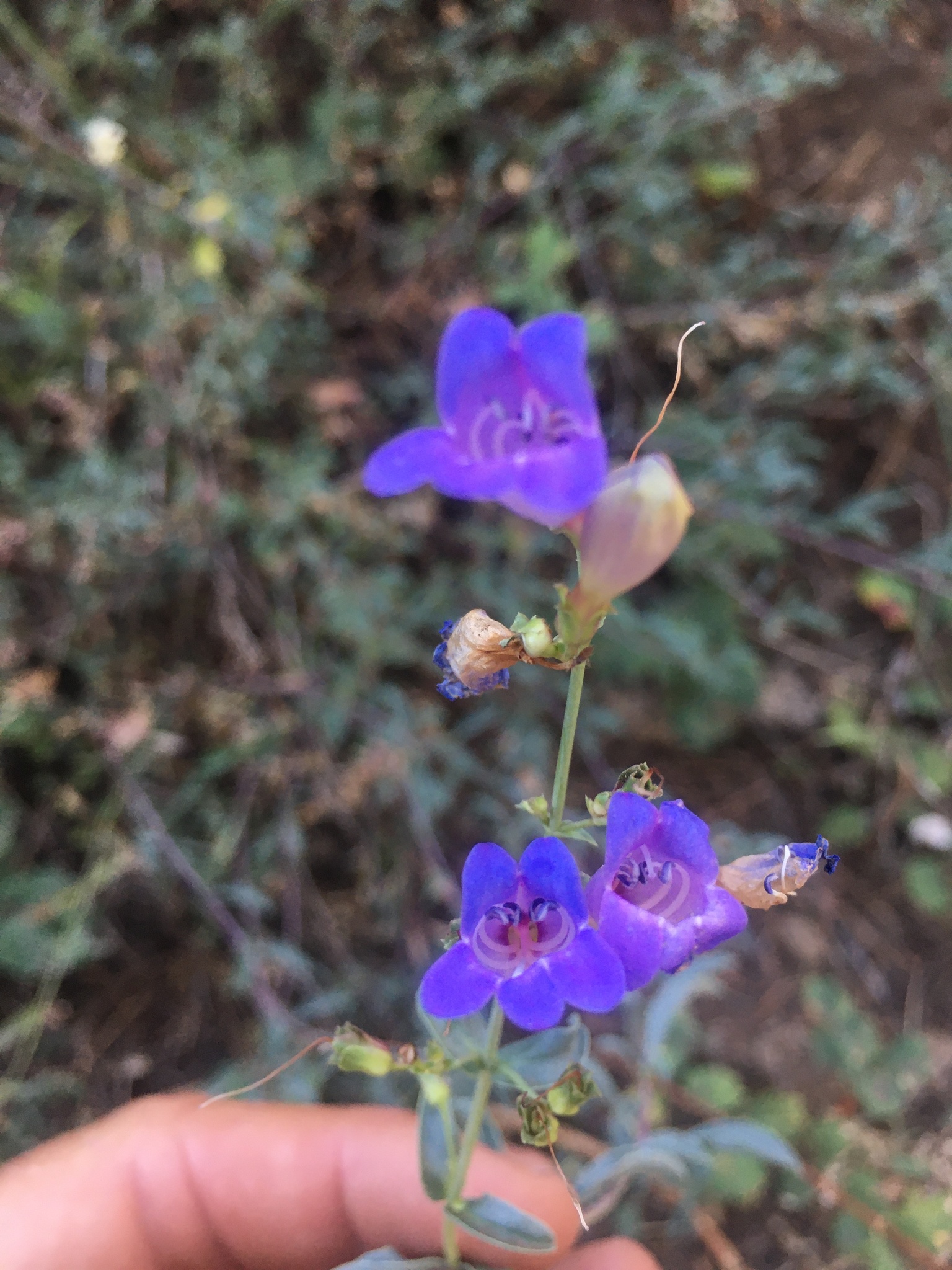 Penstemon azureus Benth.