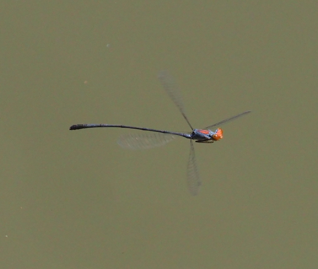 Coral-fronted Threadtail from Quemado, TX, USA on August 11, 2022 at 11 ...