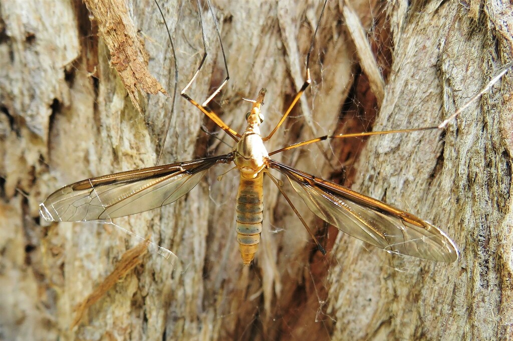 Common Brown Crane Fly from Wallaga Lake NSW 2546, Australia on August ...