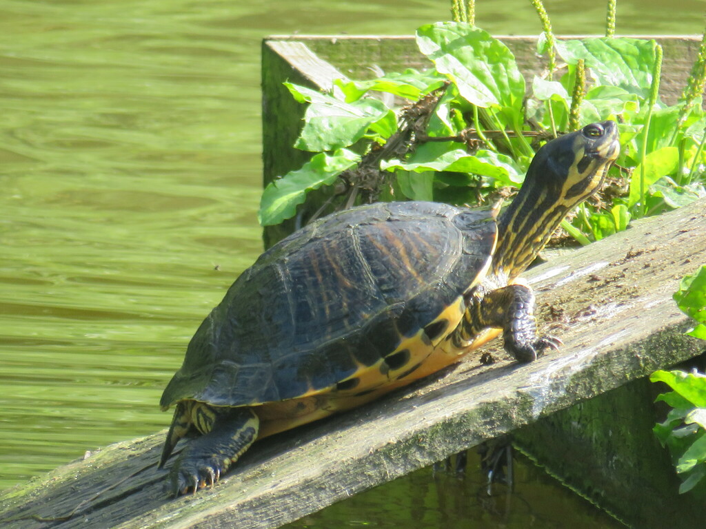 Pond Slider from Chorley, UK on August 26, 2022 at 11:26 AM by ...