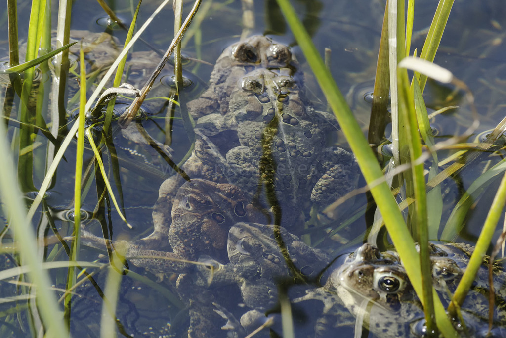 American Toad from Hillman Marsh Conservation Area, Leamington, ON N8H ...