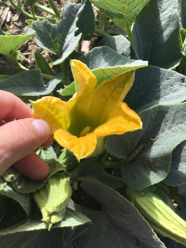 Buffalo Gourd from San Diego County, US-CA, US on August 06, 2022 at 08 ...