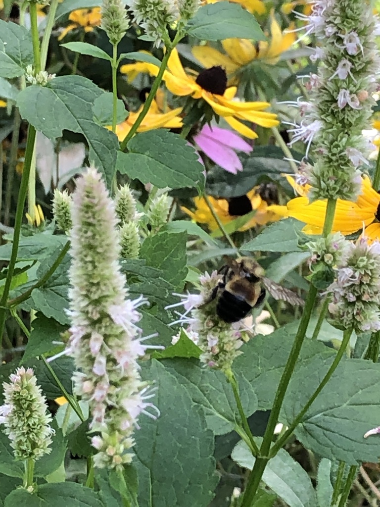 Rusty-patched Bumble Bee in August 2022 by jenquarberg · iNaturalist